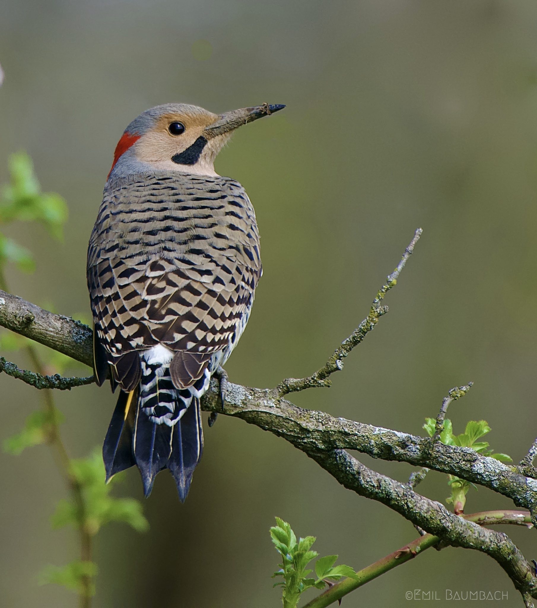 Northern Flicker | Great Bird Pics
