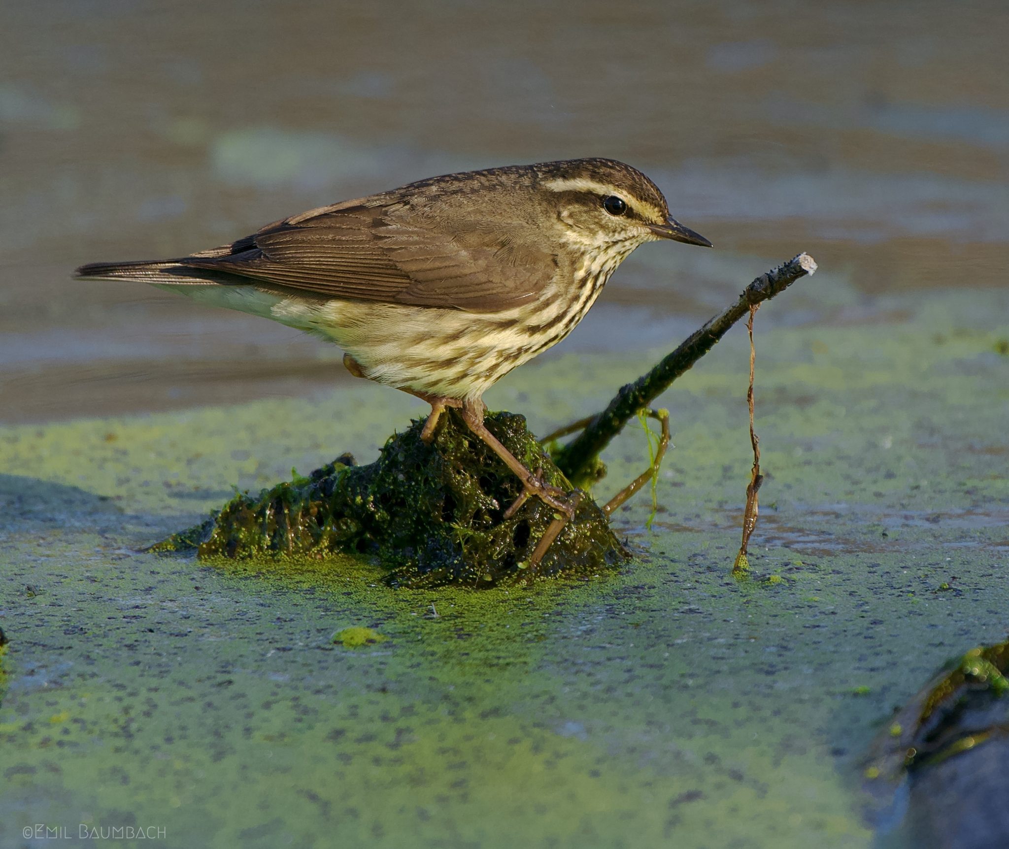 Northern Waterthrush | Great Bird Pics