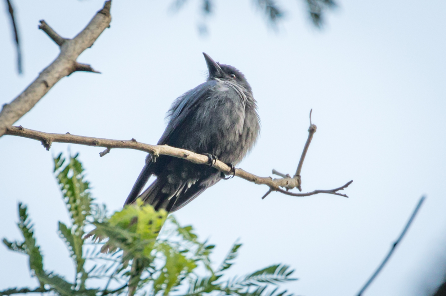 Puffed Out | Great Bird Pics