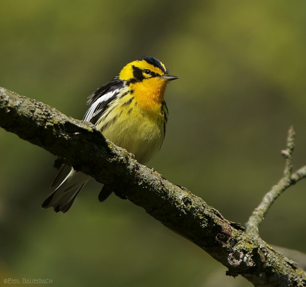 Blackburnian Warbler | Great Bird Pics