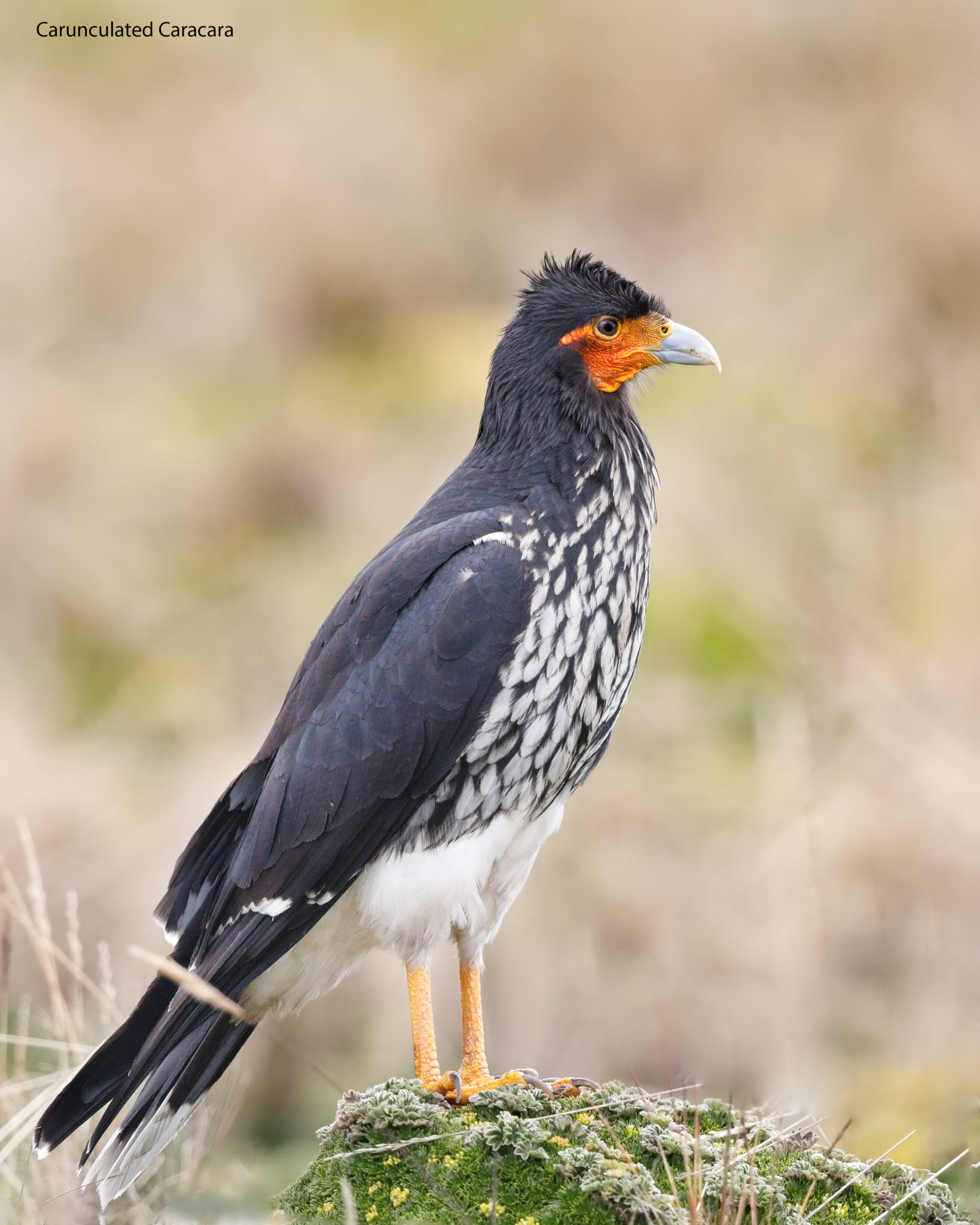 High mountain raptor | Great Bird Pics