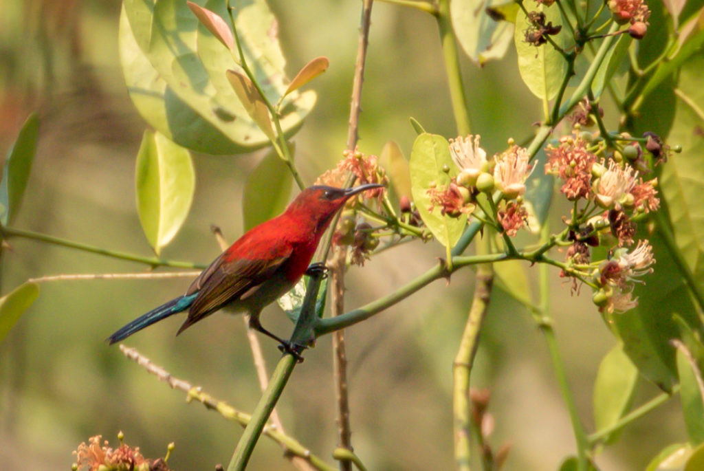 Brilliant Red | Great Bird Pics