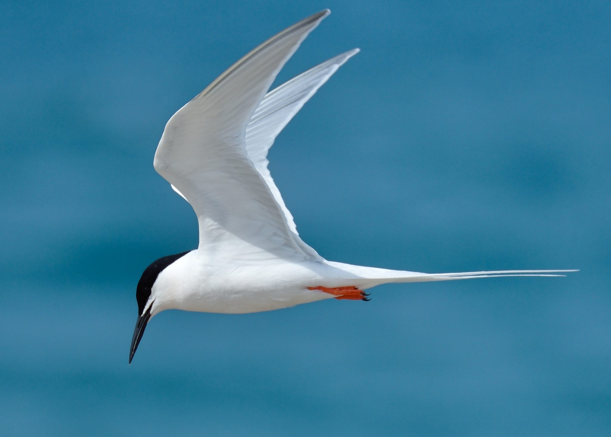 Tail-streamers | Great Bird Pics