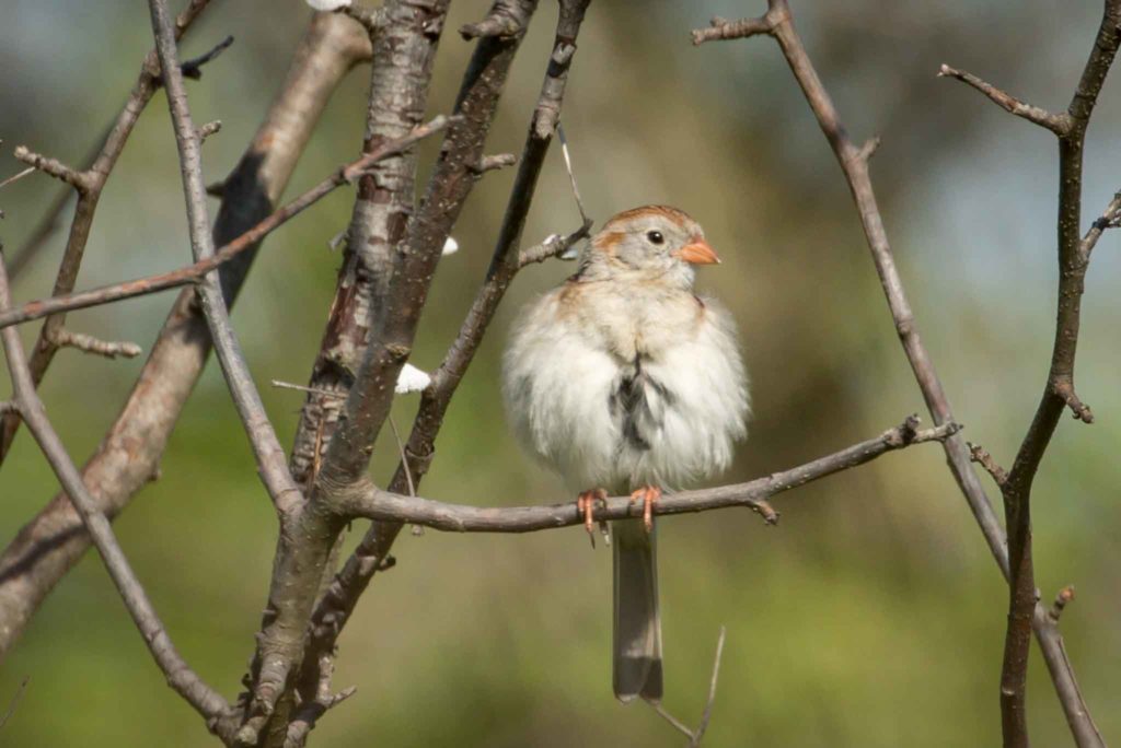Puffed Out | Great Bird Pics