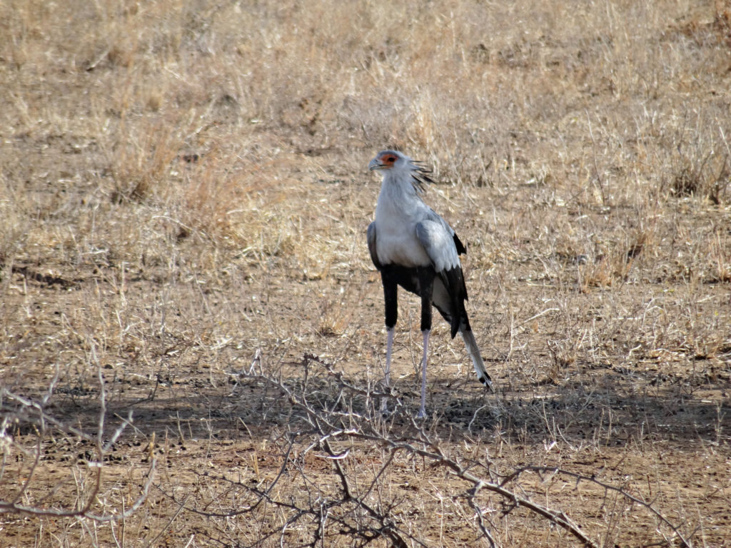 A Raptor with very long legs | Great Bird Pics