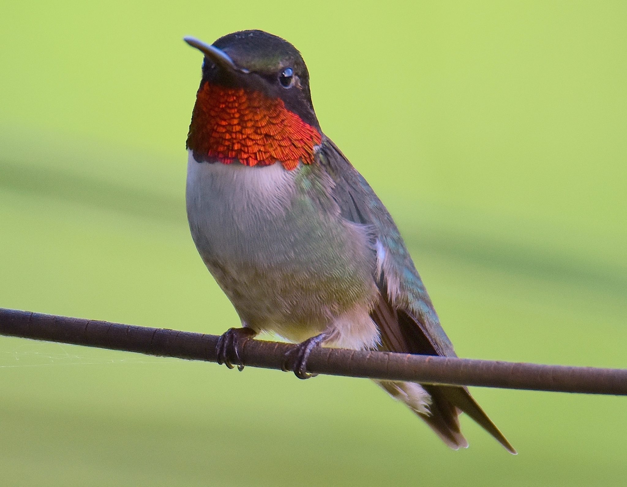 Ruby-throated Hummingbird | Great Bird Pics