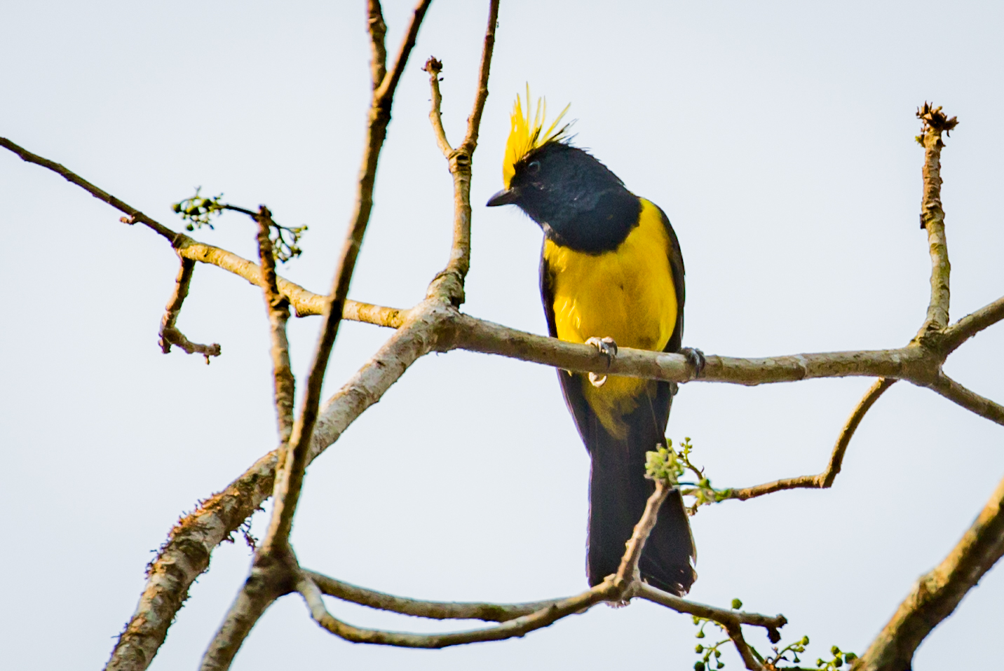 Shocking Yellow | Great Bird Pics