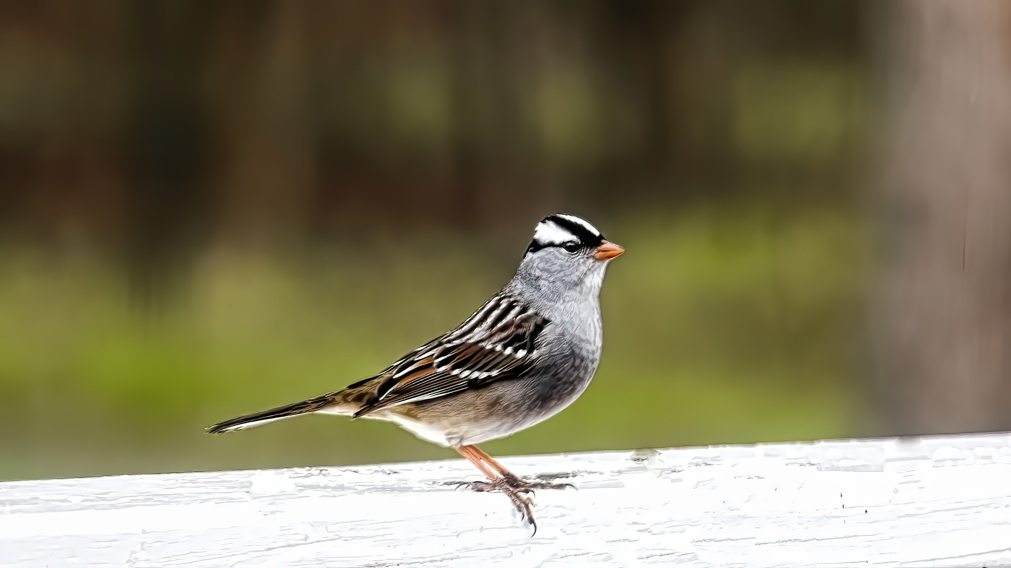 White Crowned Sparrow – | Great Bird Pics