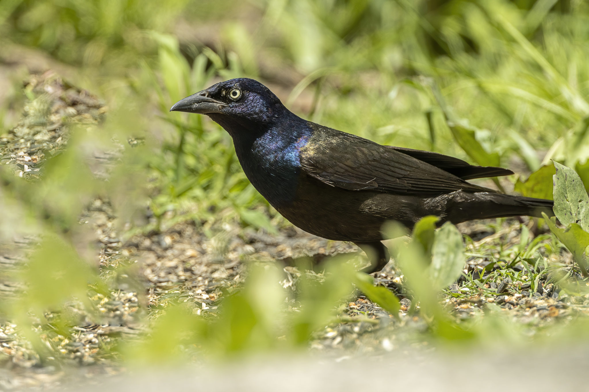 Common Grackle | Great Bird Pics