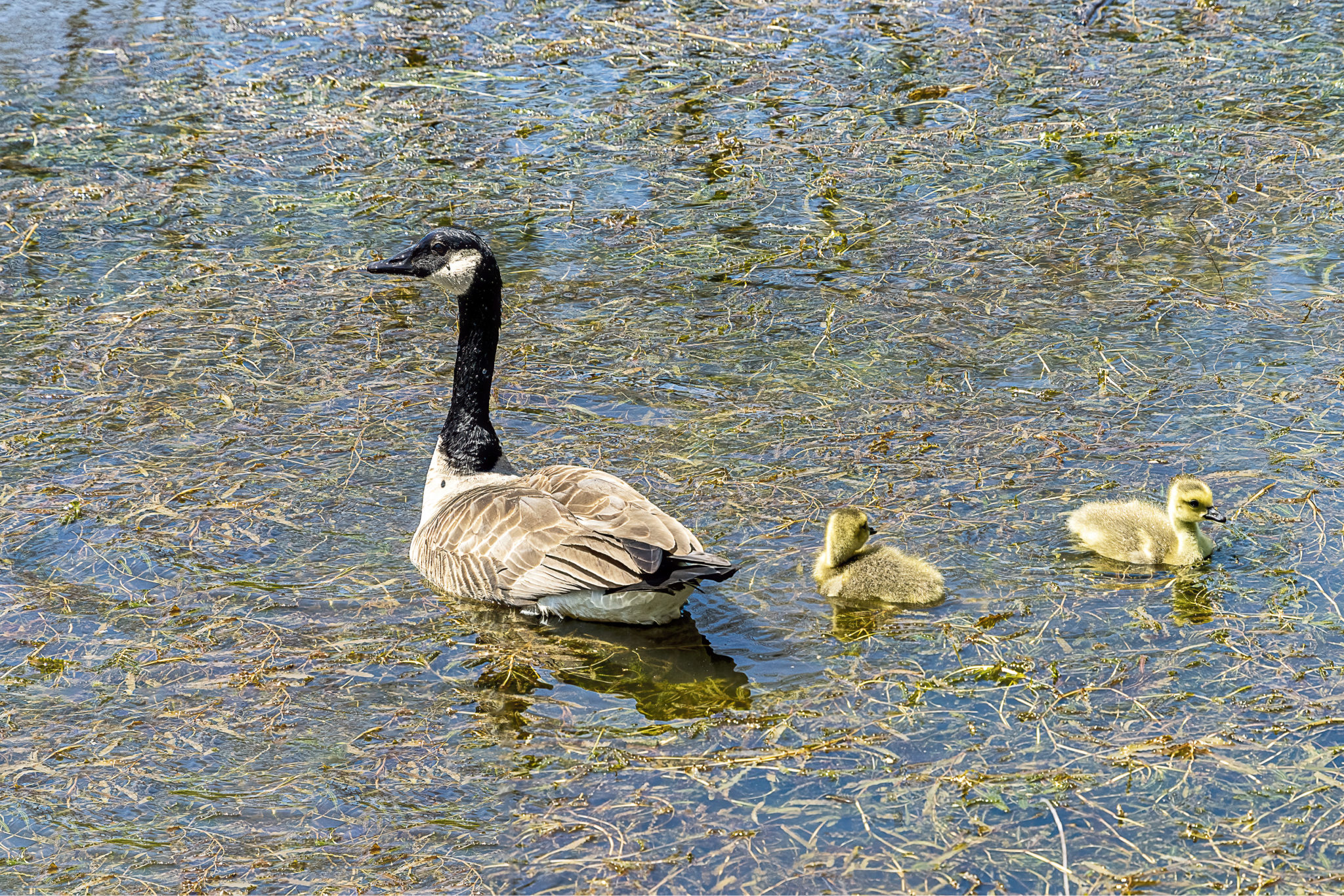 Mama and goslings. | Great Bird Pics