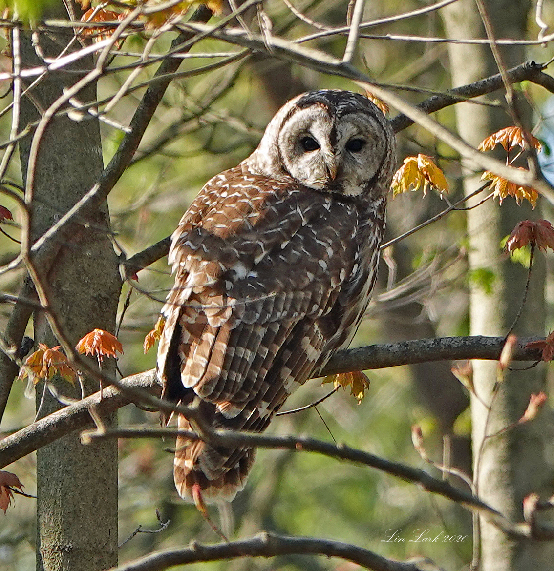 Magical Moment | Great Bird Pics