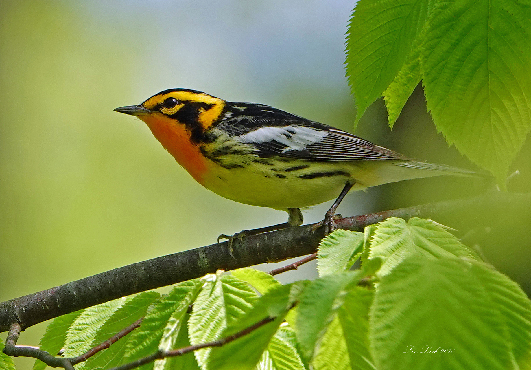 LIttle Flamethroat in the woods | Great Bird Pics