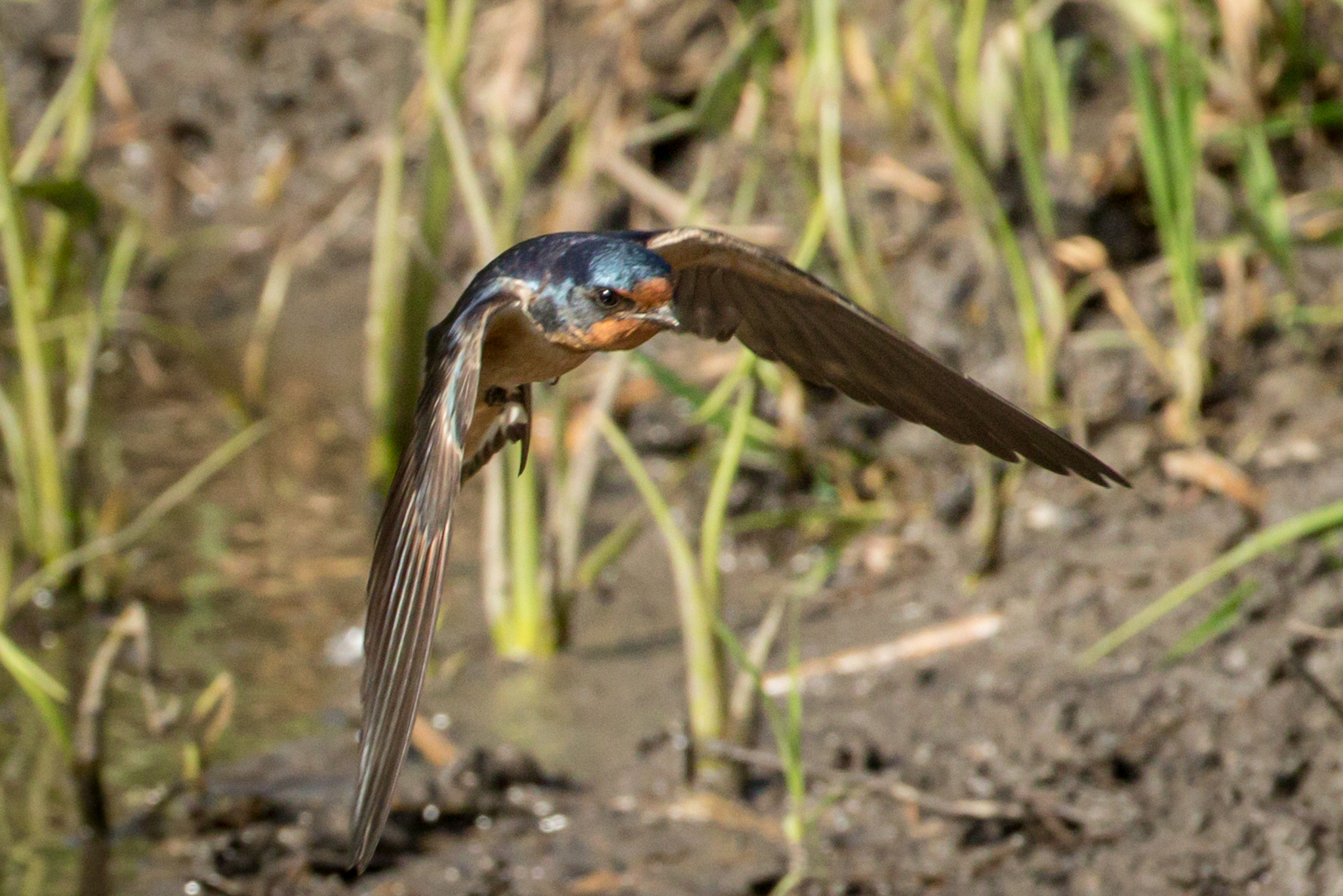 Coming in Full Speed | Great Bird Pics