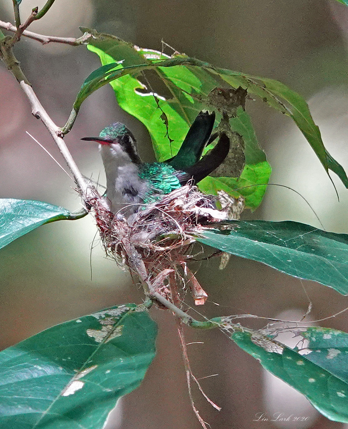 Hidden Gem | Great Bird Pics