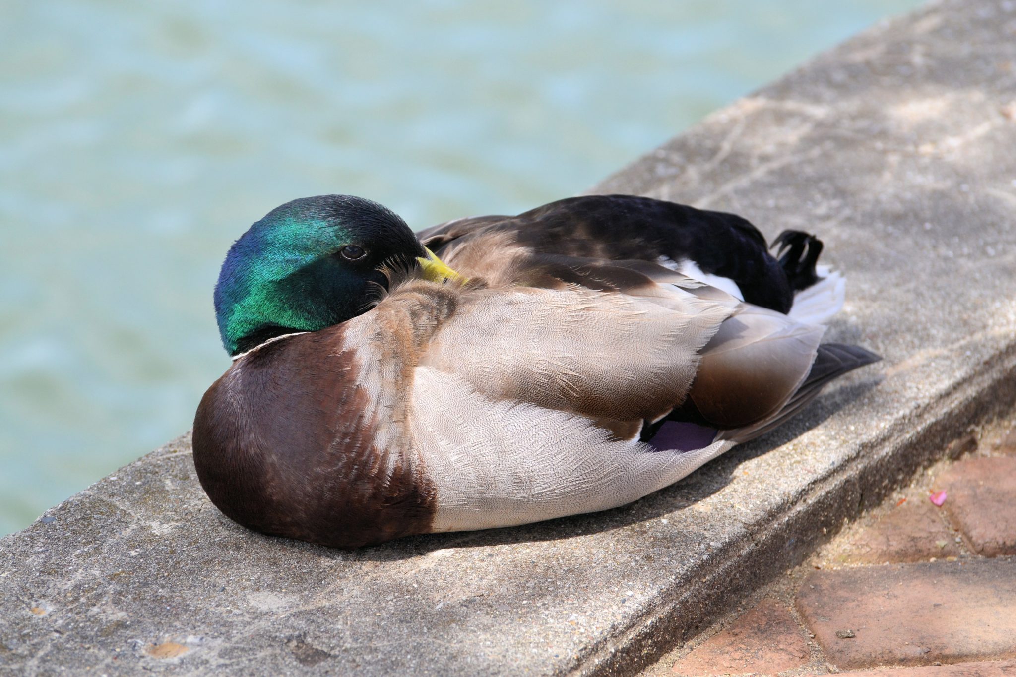 Resting Mallard | Great Bird Pics