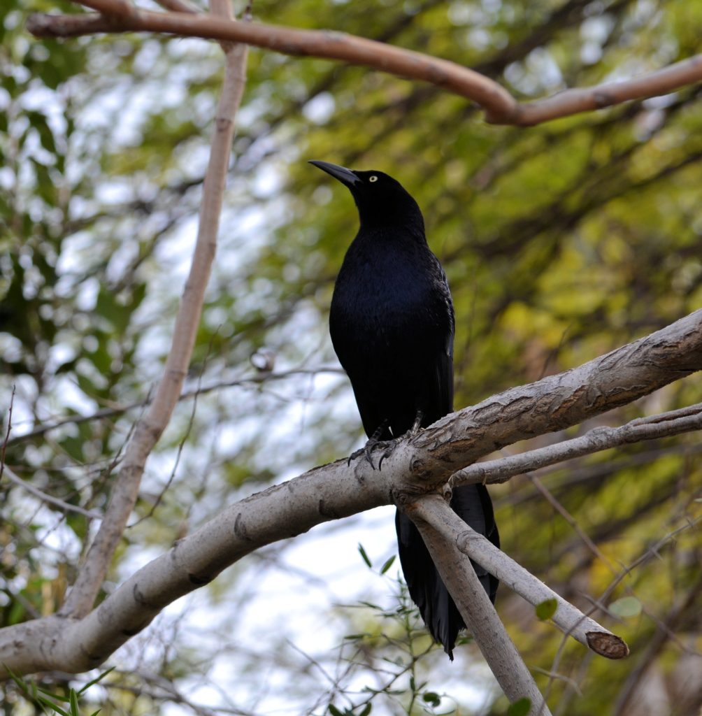 Great-tailed Grackle | Great Bird Pics