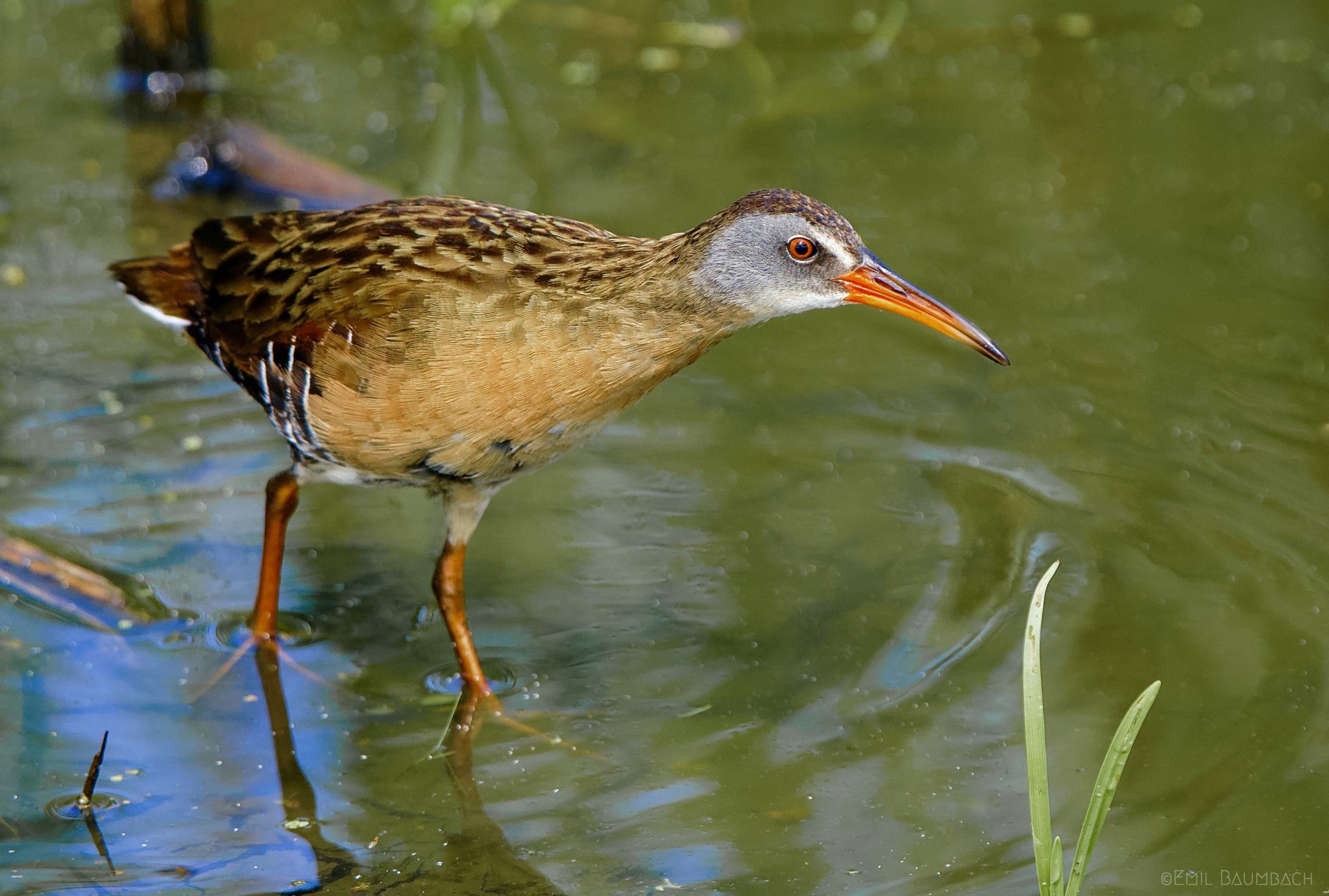 Virginia Rail | Great Bird Pics
