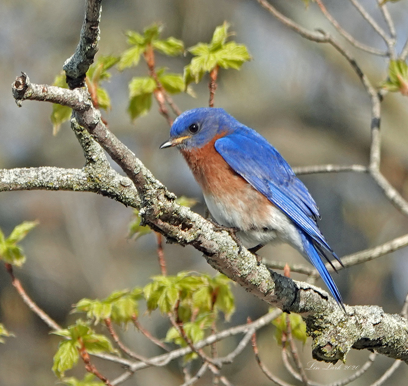 Carrying the Sky on His Back | Great Bird Pics