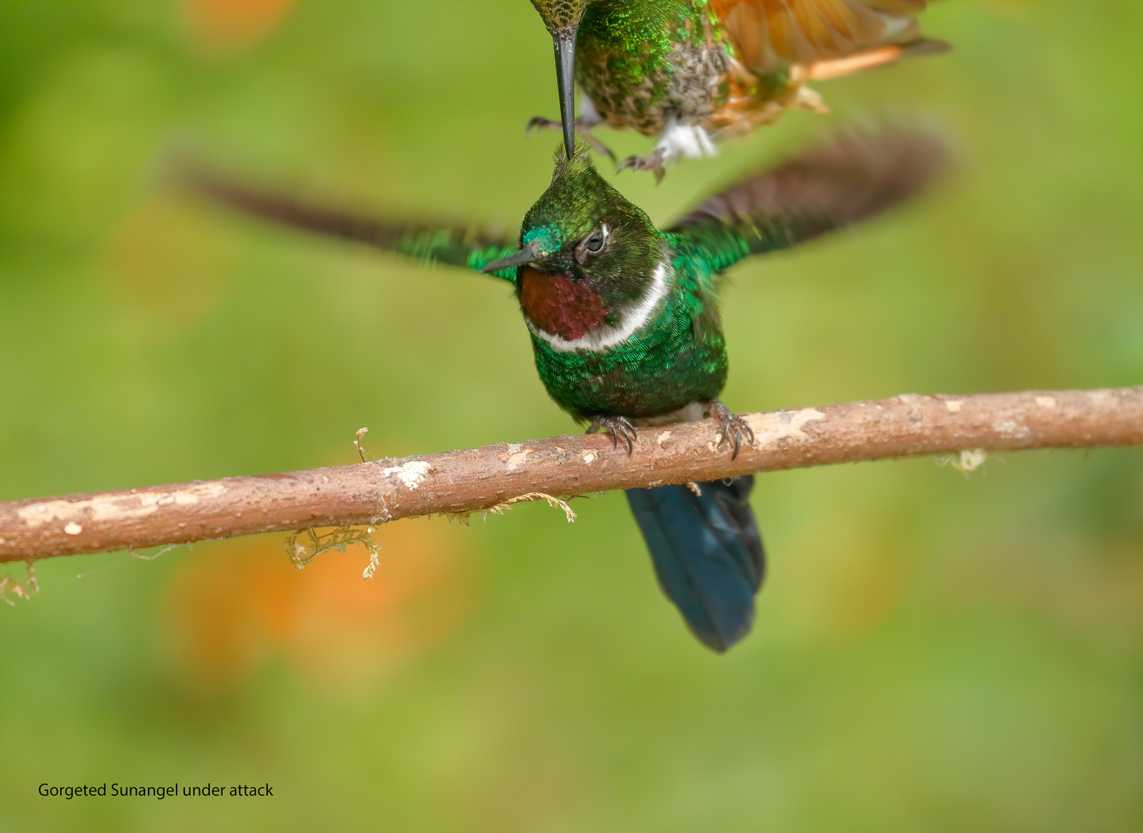 So close to a great shot | Great Bird Pics