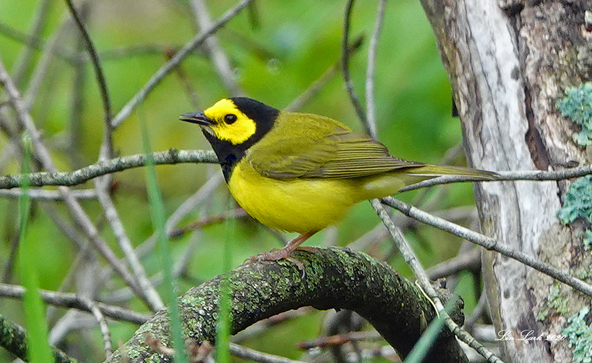 Nice Hoodie | Great Bird Pics
