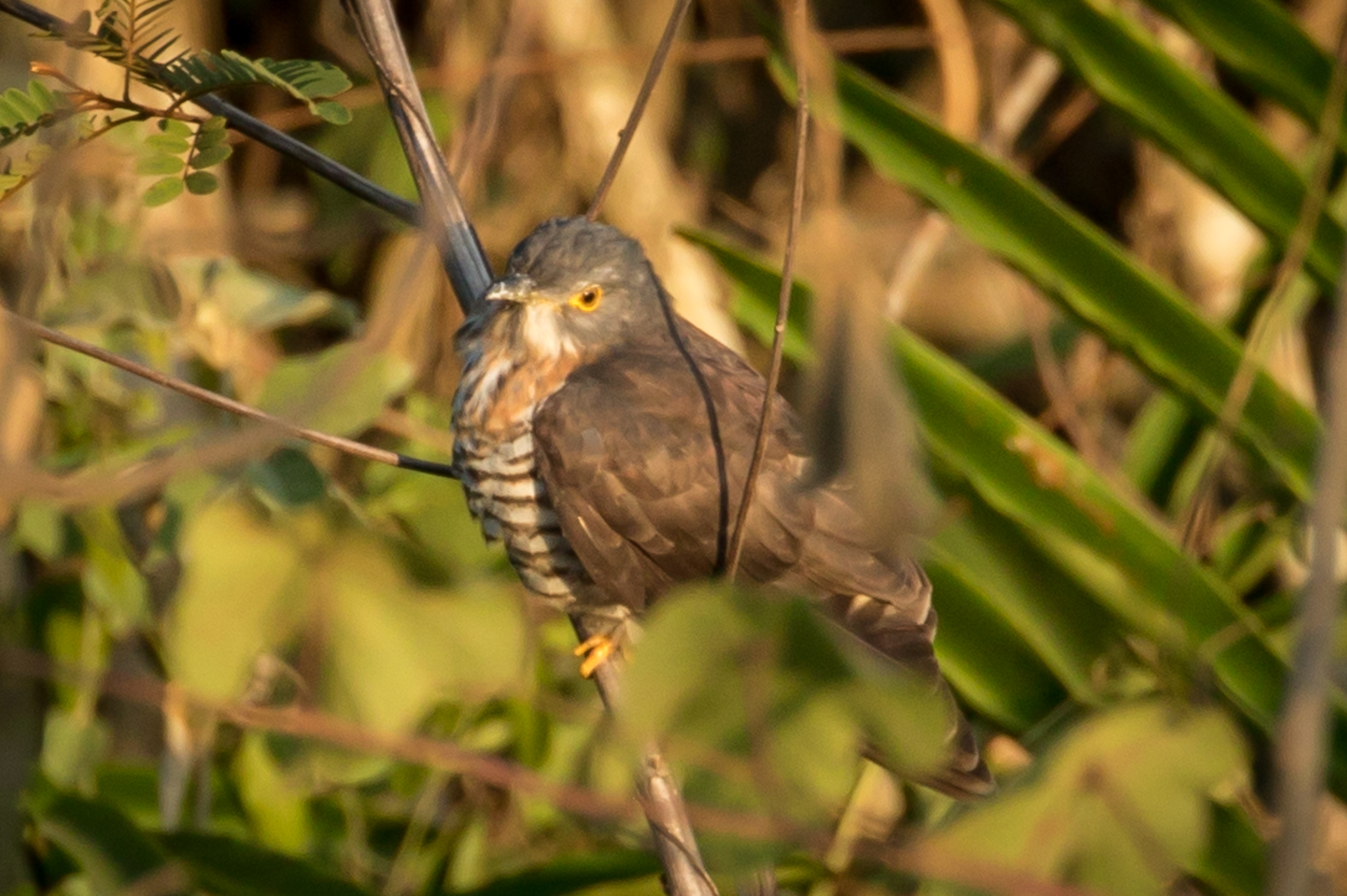 Different View of the Same Face | Great Bird Pics