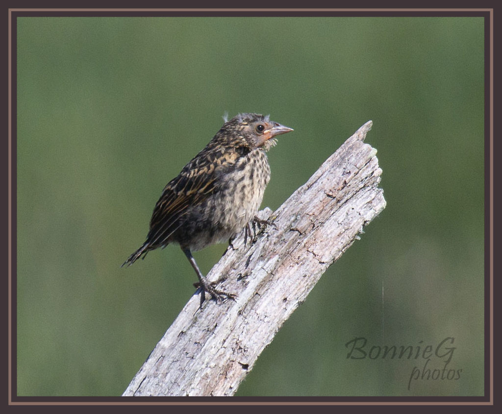 The Awkward Stage | Great Bird Pics