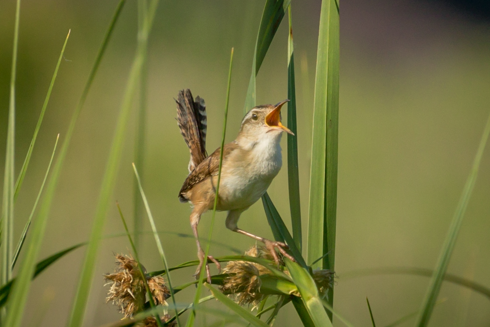 Open Wide | Great Bird Pics