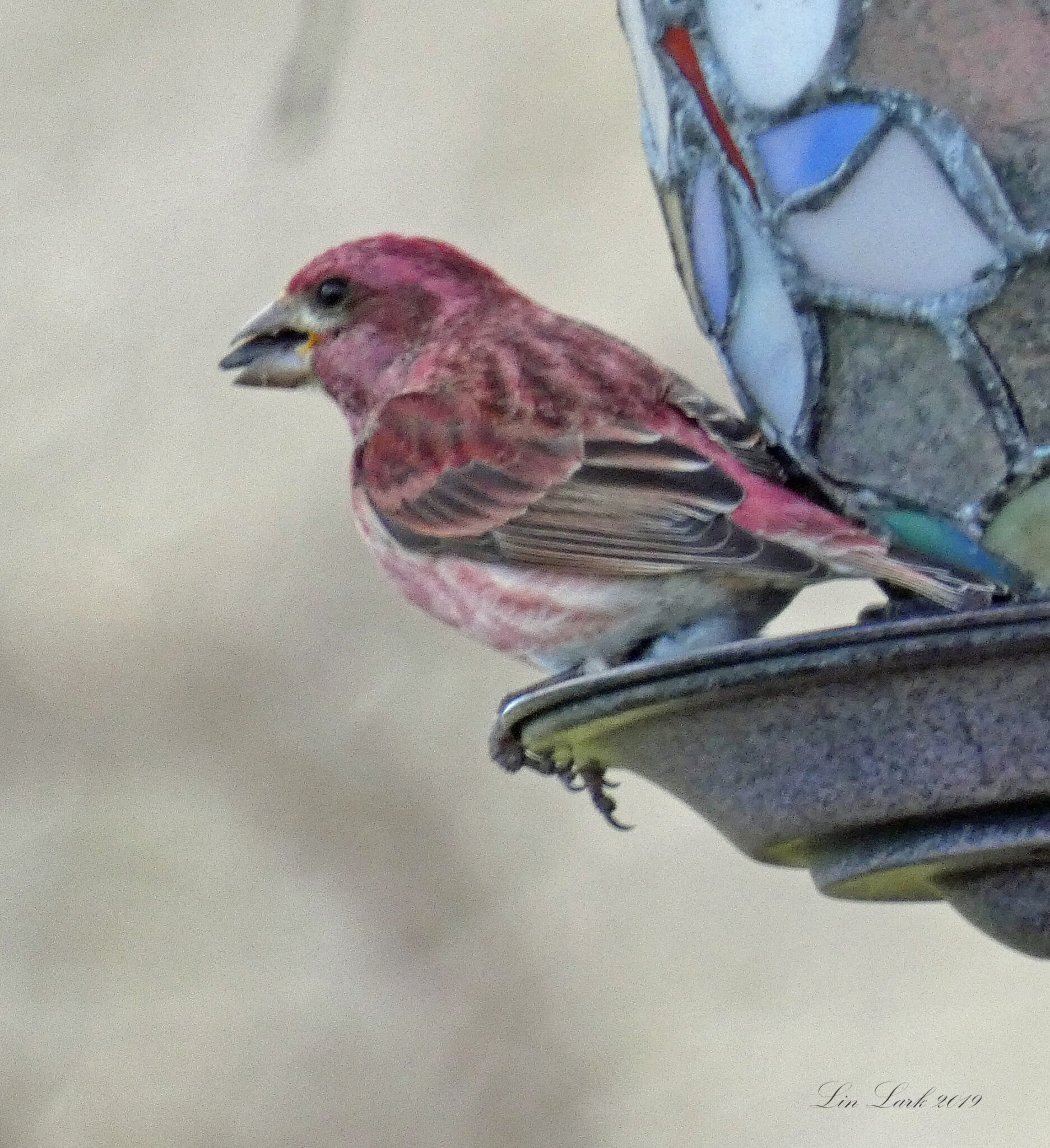 Dipped In Raspberry Jam | Great Bird Pics