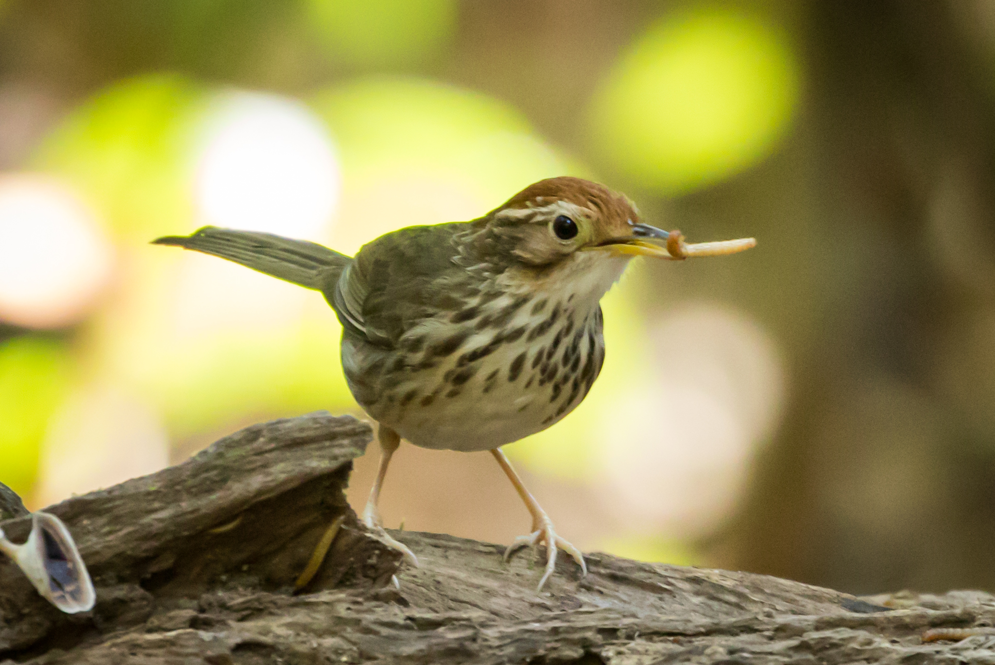 Got a Good One | Great Bird Pics