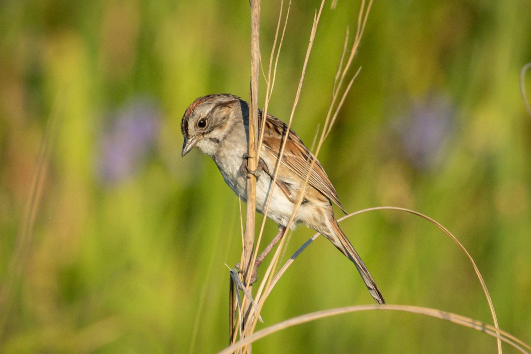 Reflections in the Marsh | Great Bird Pics