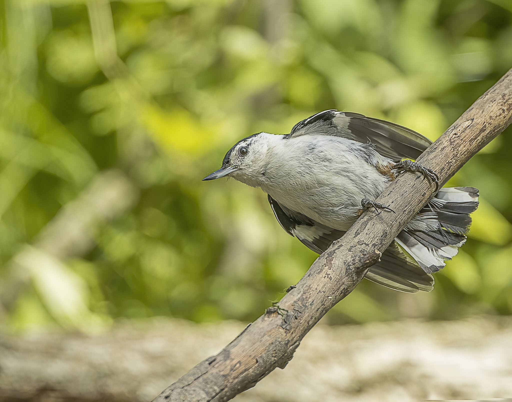 White-breasted Nuthatch | Great Bird Pics