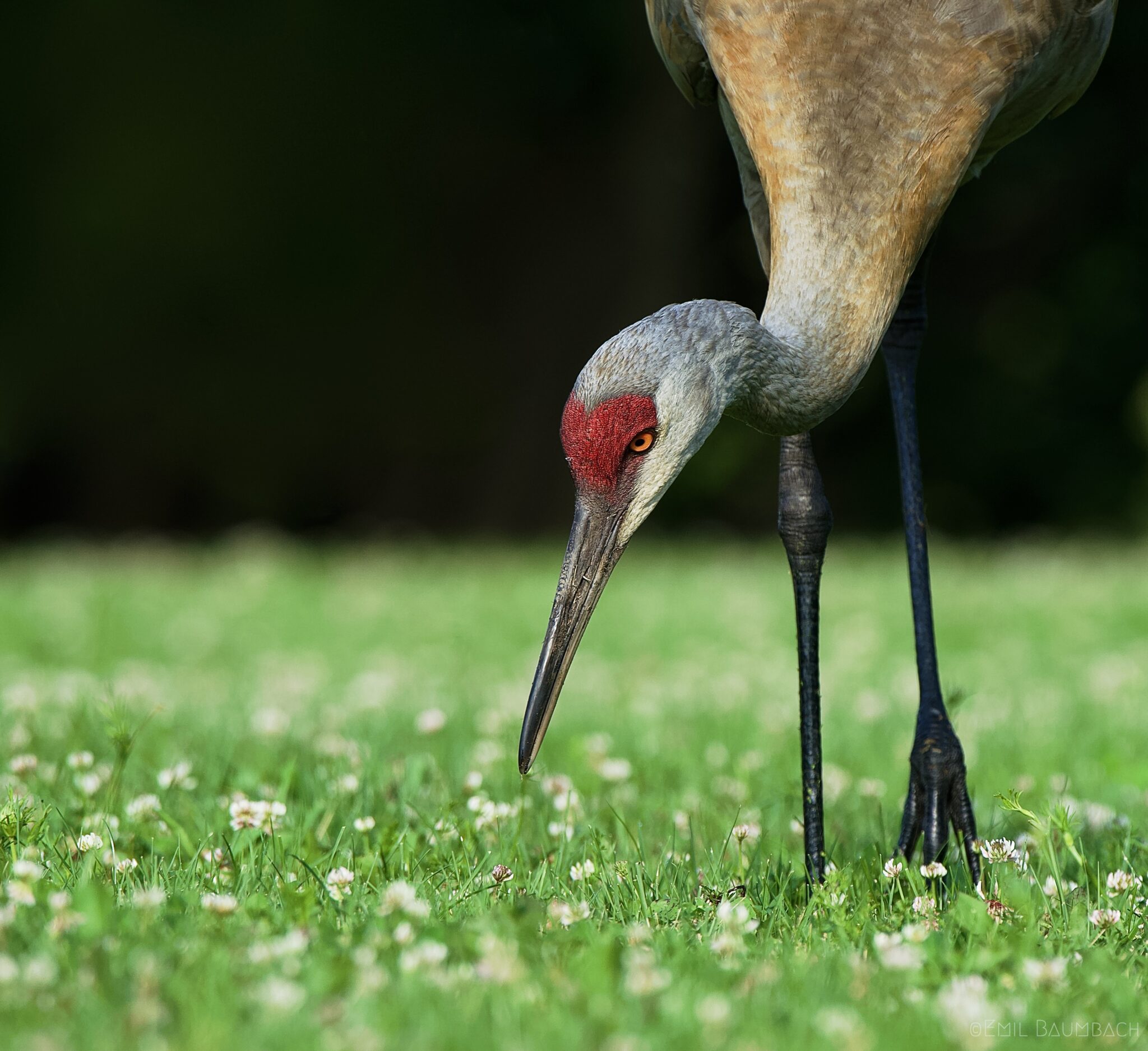 Probing for grubs | Great Bird Pics