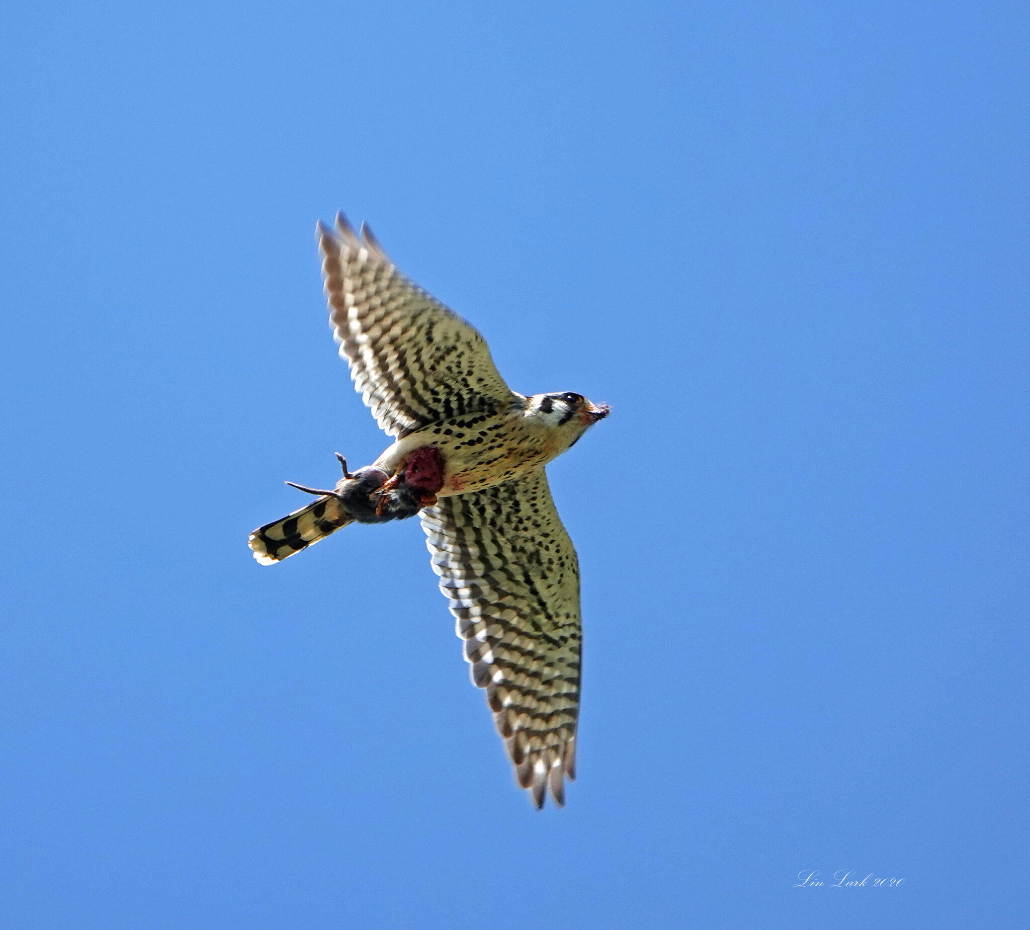 Bringing Home the Rodent | Great Bird Pics