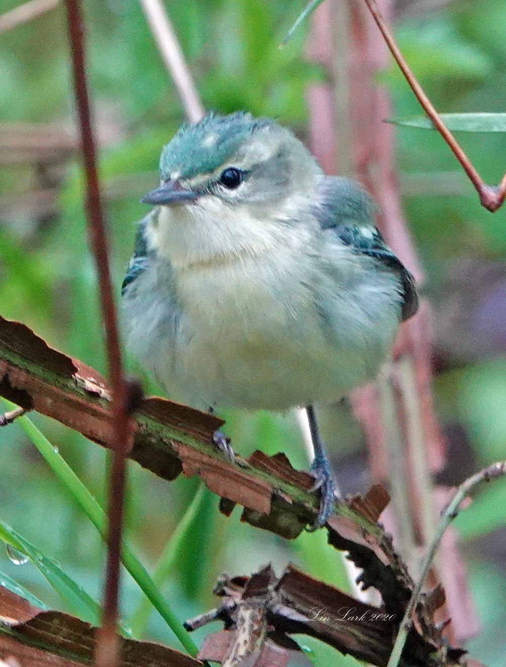 Little Blue Gem | Great Bird Pics