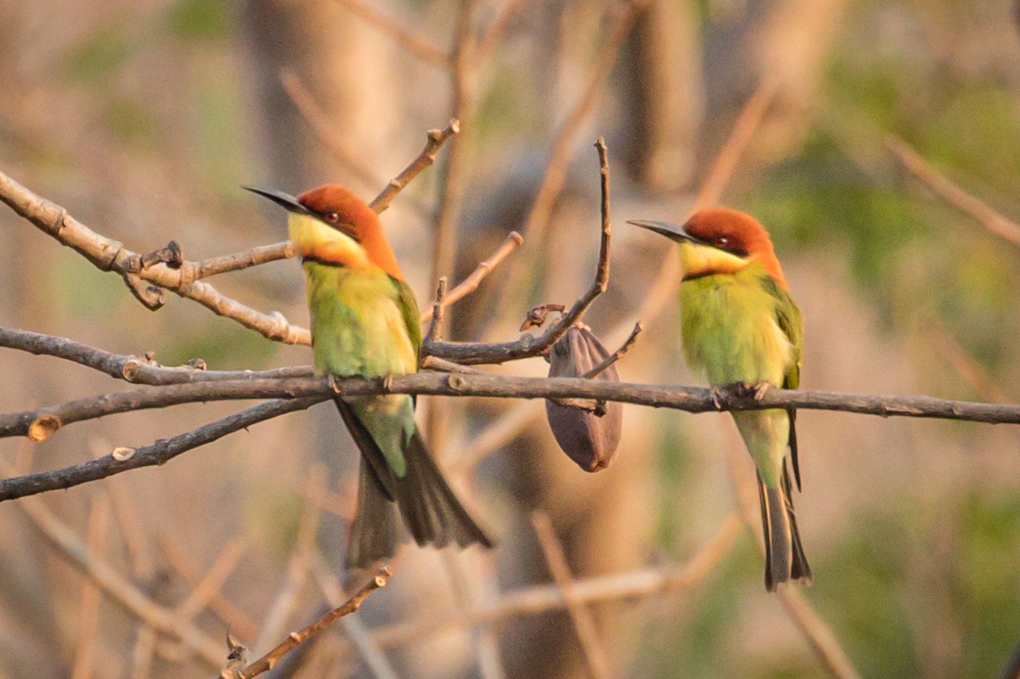 What’s Over There | Great Bird Pics