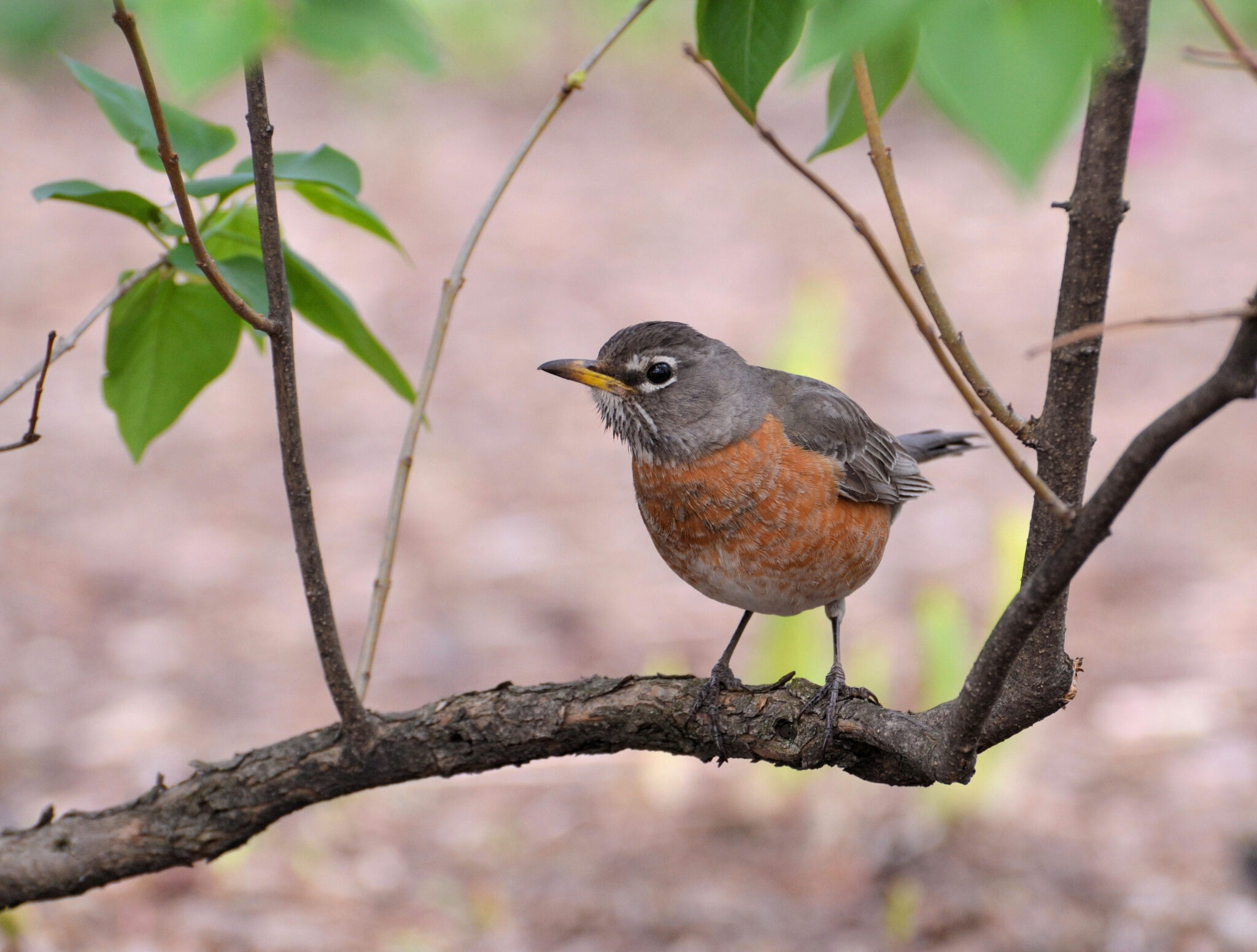 Robin on a Branch | Great Bird Pics
