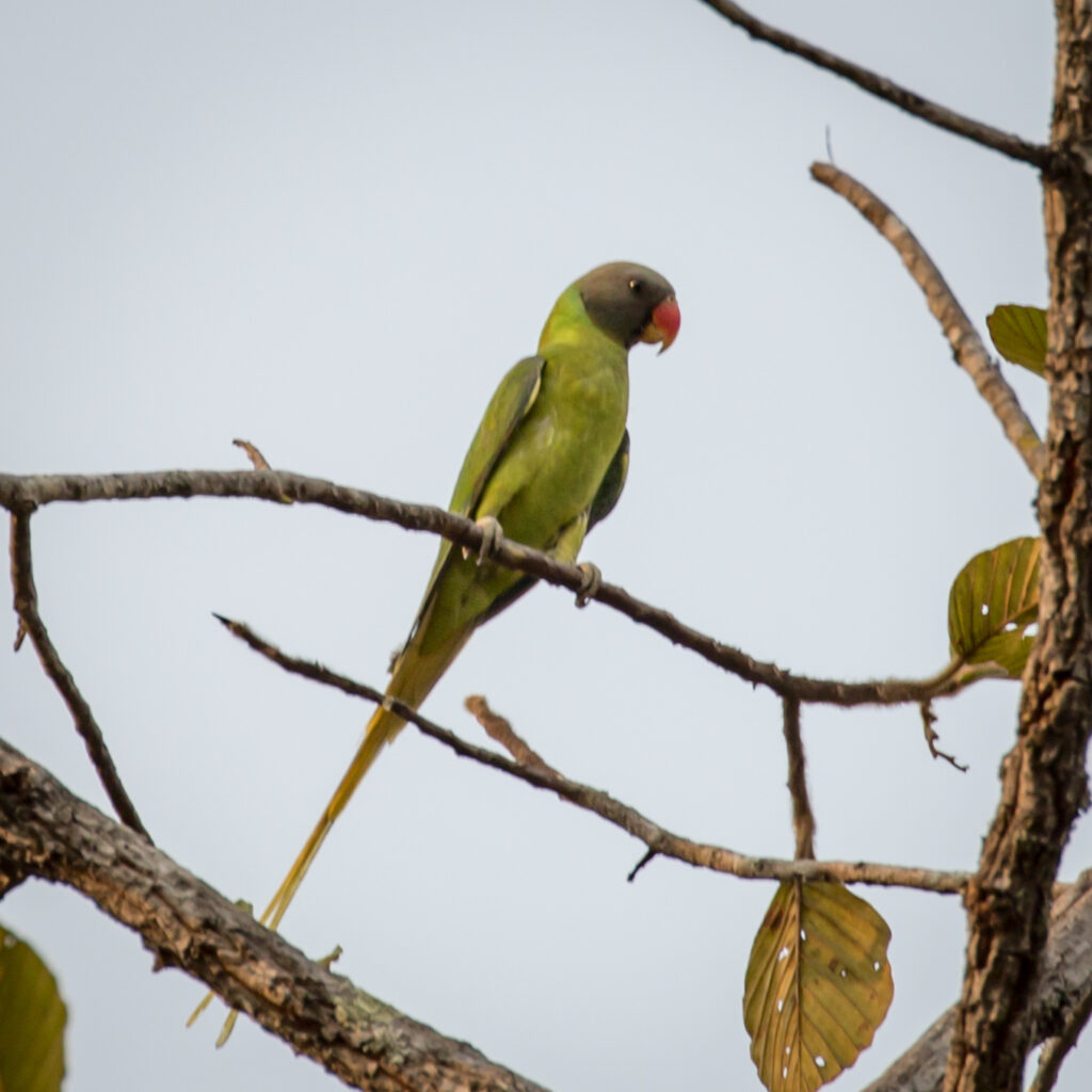 What A Long Tail | Great Bird Pics