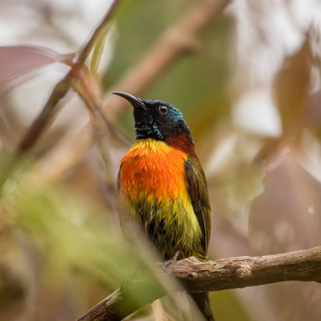 Green-tailed Sunbird | Great Bird Pics
