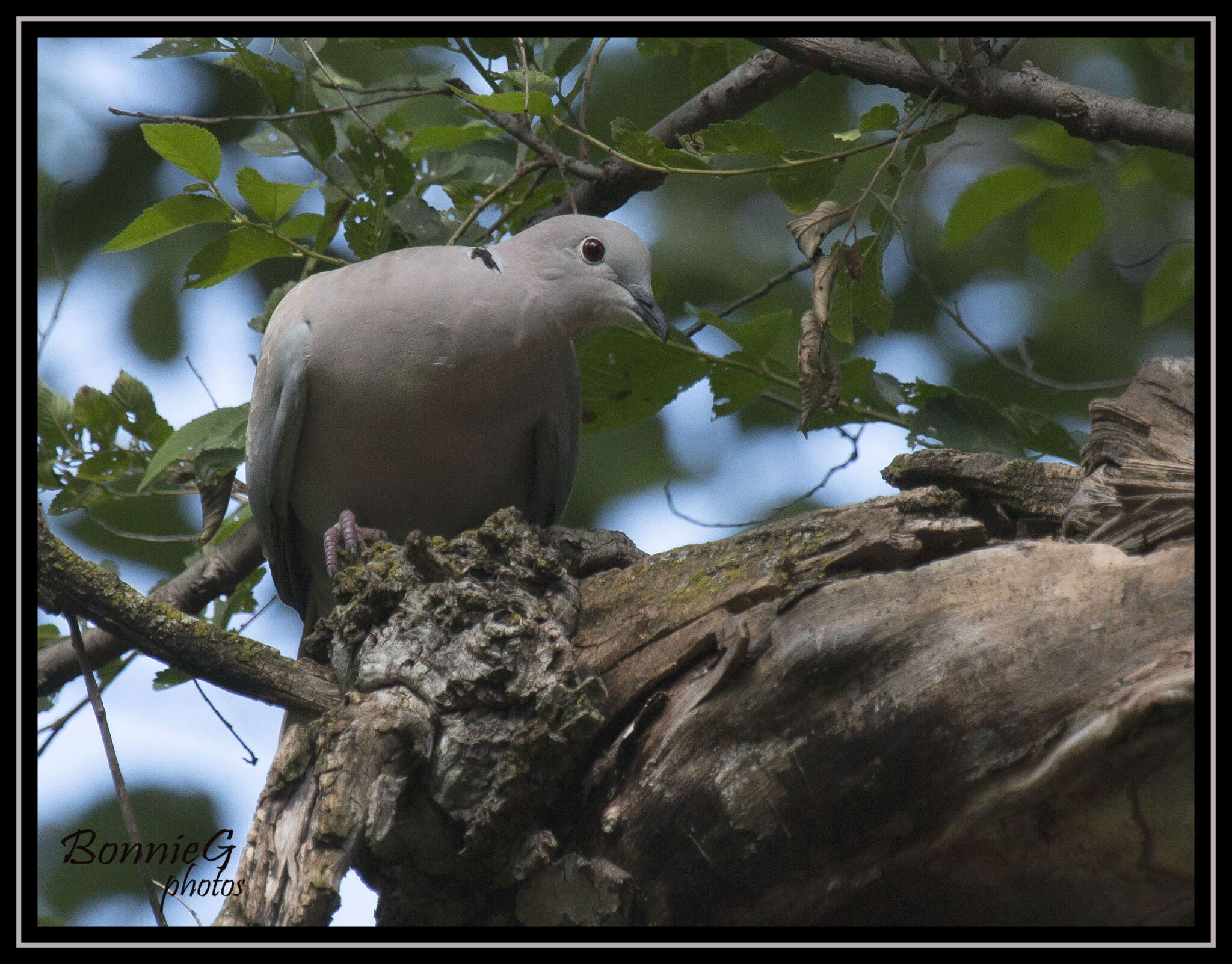 Eurasian Collared Dove | Great Bird Pics