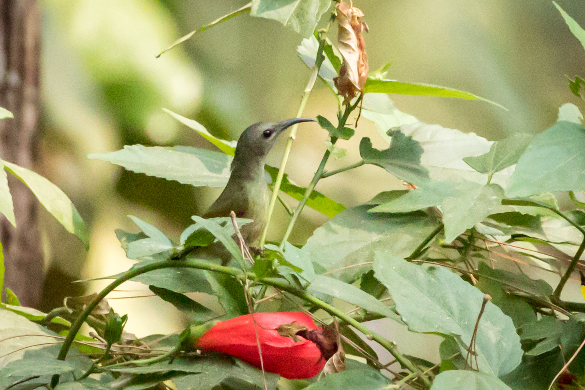Pop-Up Bird | Great Bird Pics