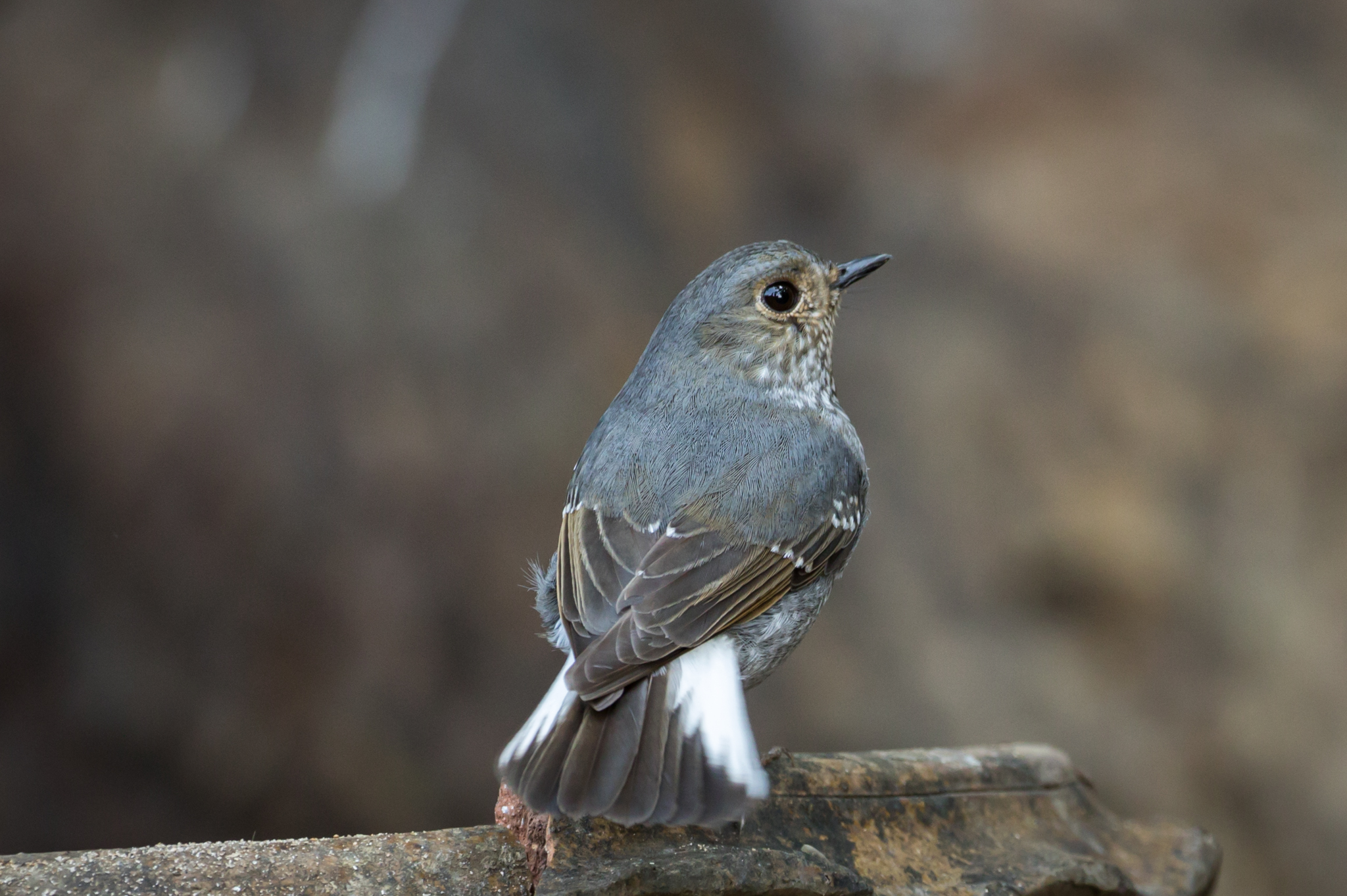 A View from the Back | Great Bird Pics