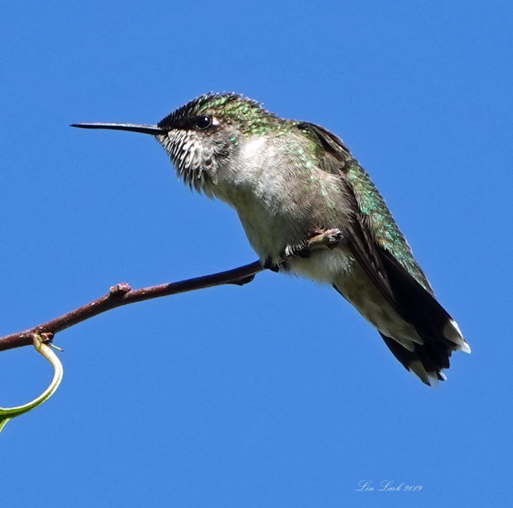 Looking Fierce | Great Bird Pics