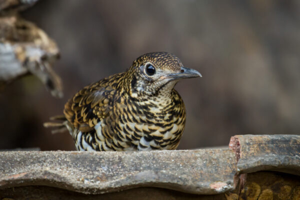 Scaly? | Great Bird Pics