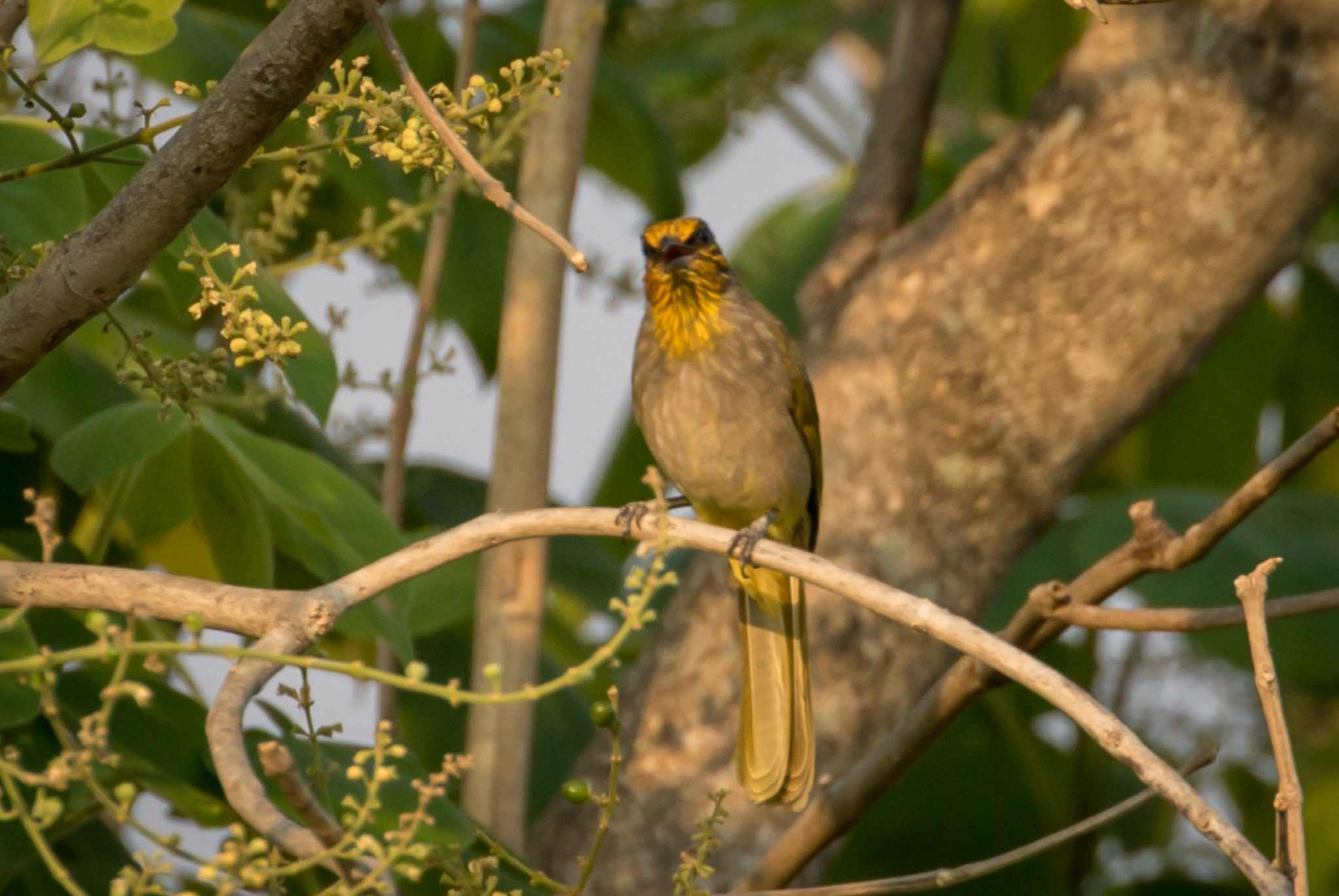 Golden, Streaky Head | Great Bird Pics
