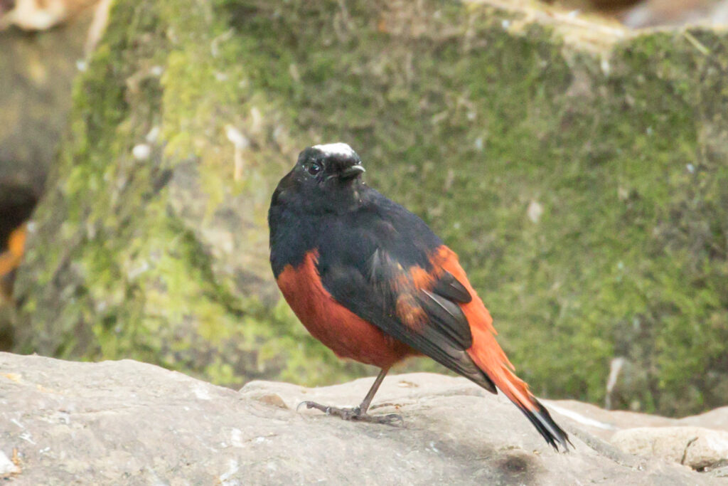 White Cap Says it All | Great Bird Pics