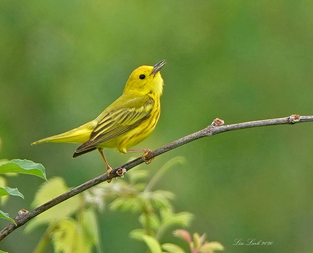 Sweet Sounds of Summer | Great Bird Pics