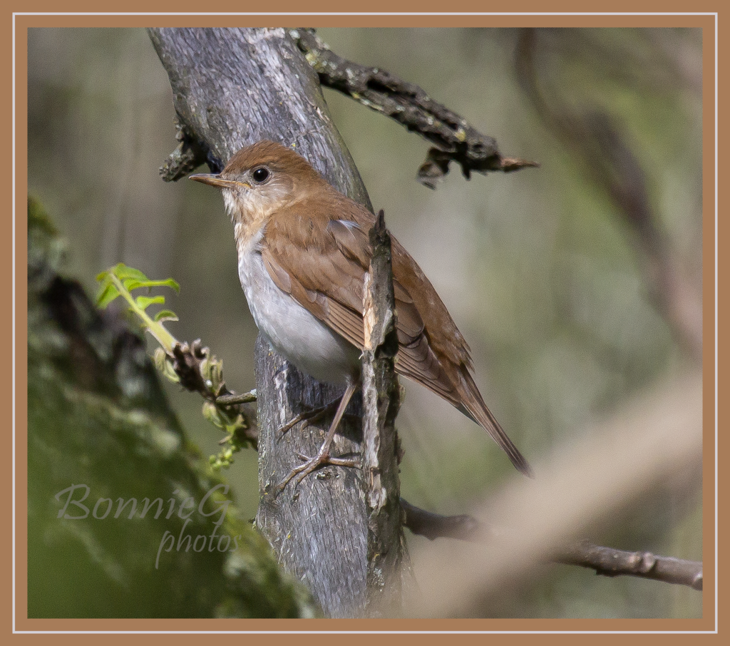 Veery | Great Bird Pics