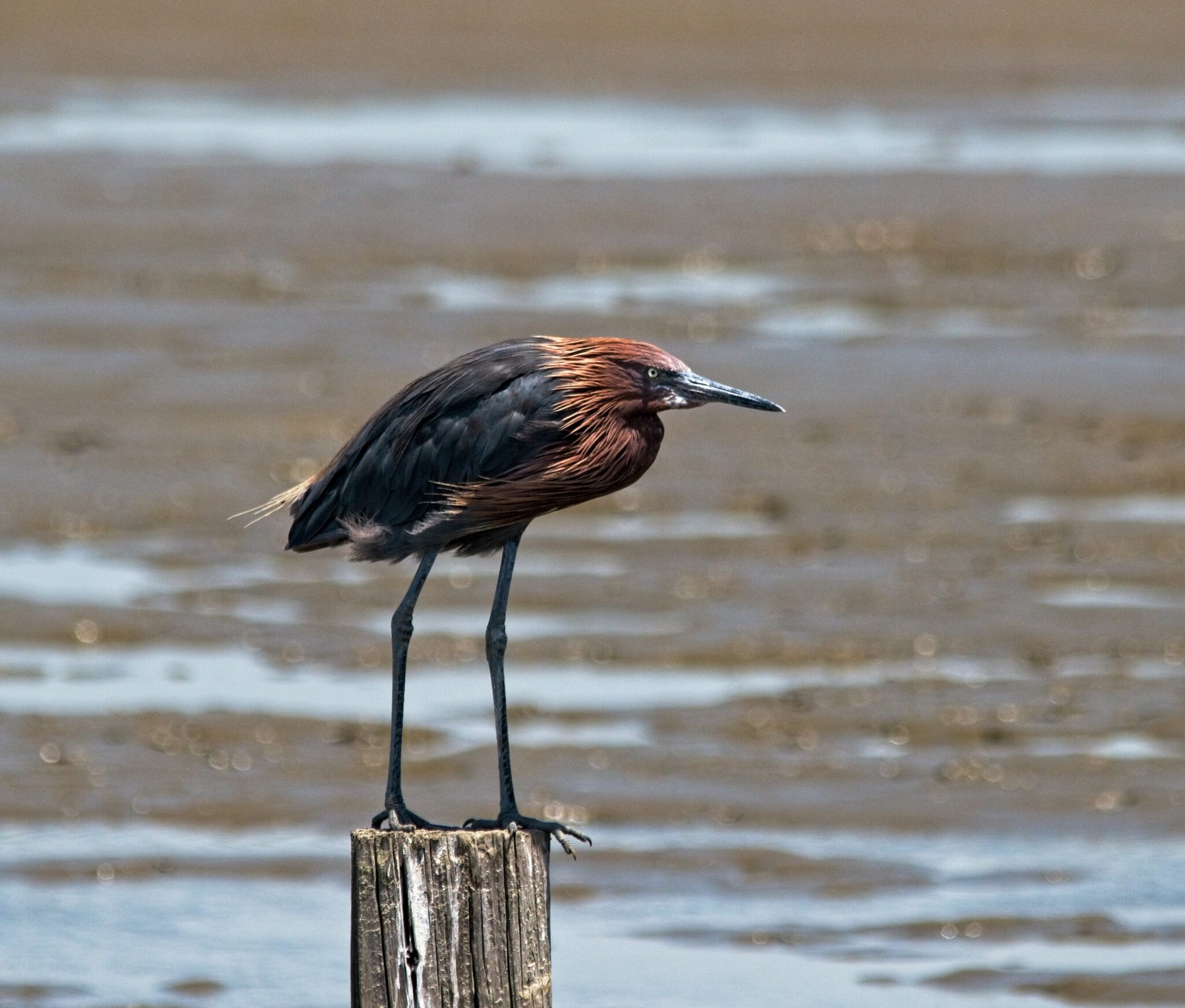 A Rare One | Great Bird Pics