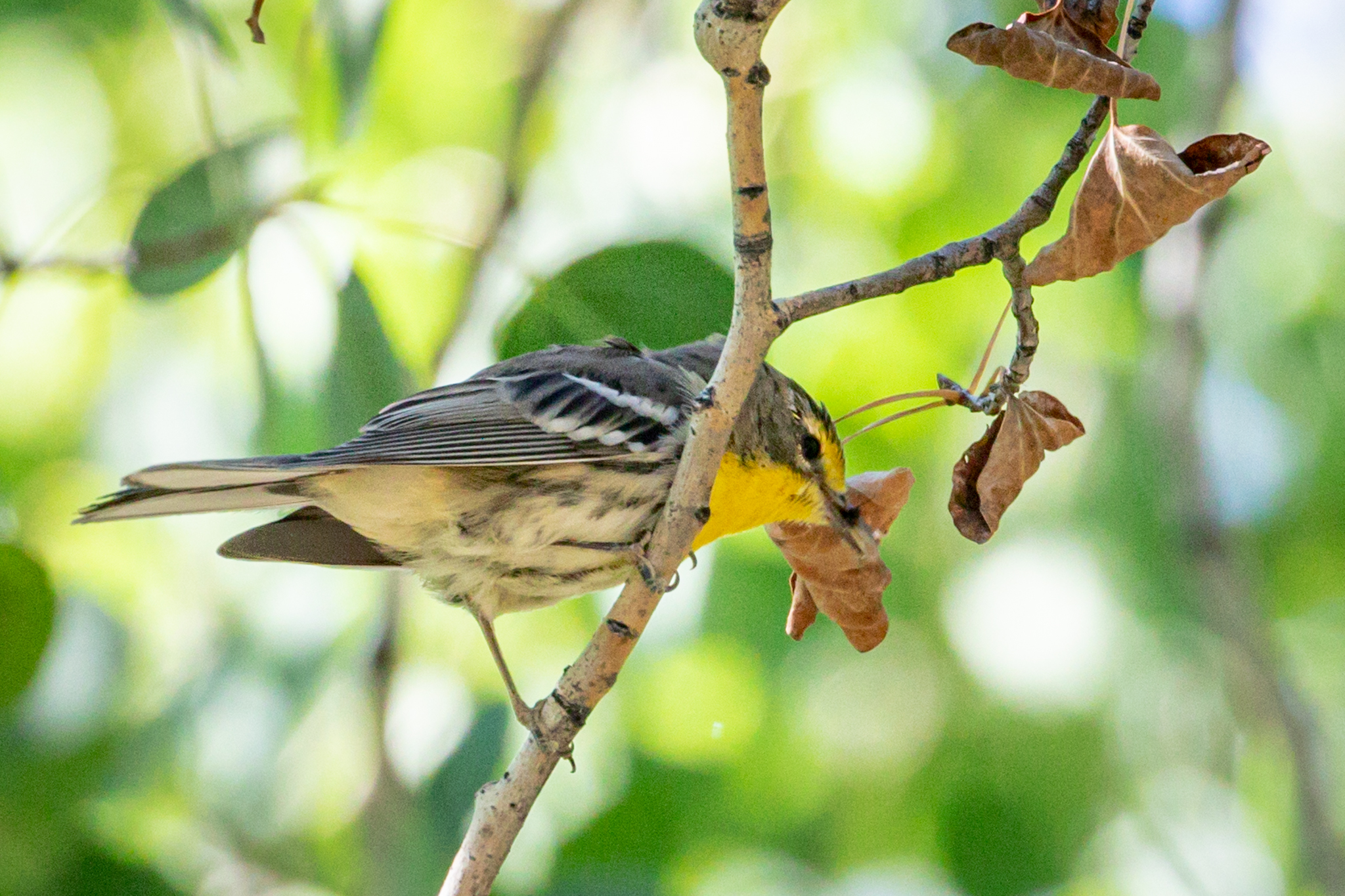 A Bug For Breakfast | Great Bird Pics