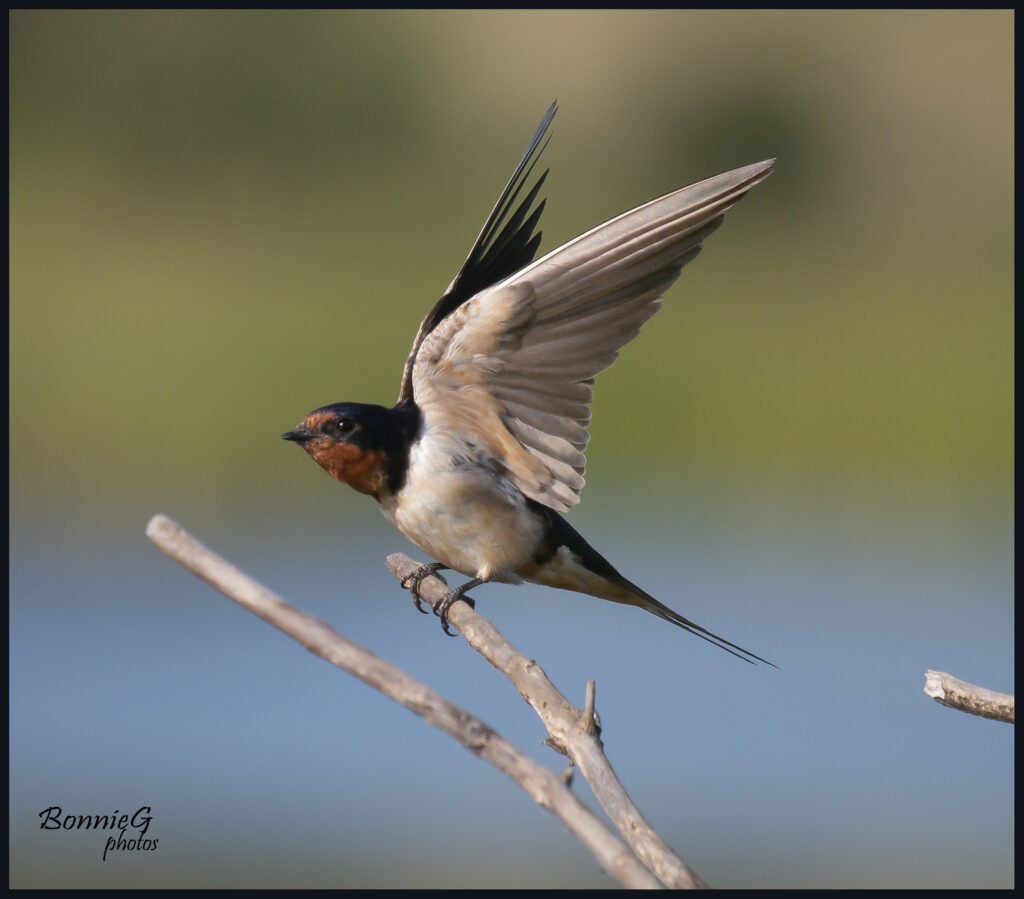 Ready for Take-off | Great Bird Pics